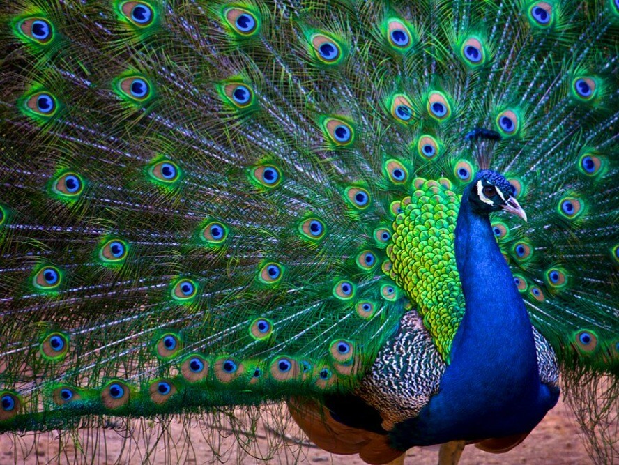 The Peacock: India's National Bird