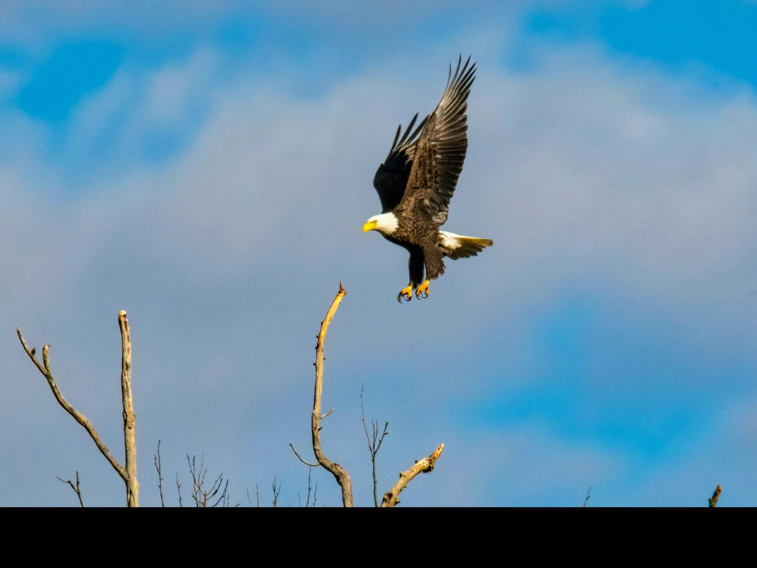 The Raptor That Can Spot Prey Over A Mile Away