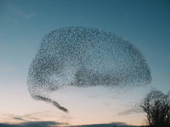 The Science Behind Starling Murmurations