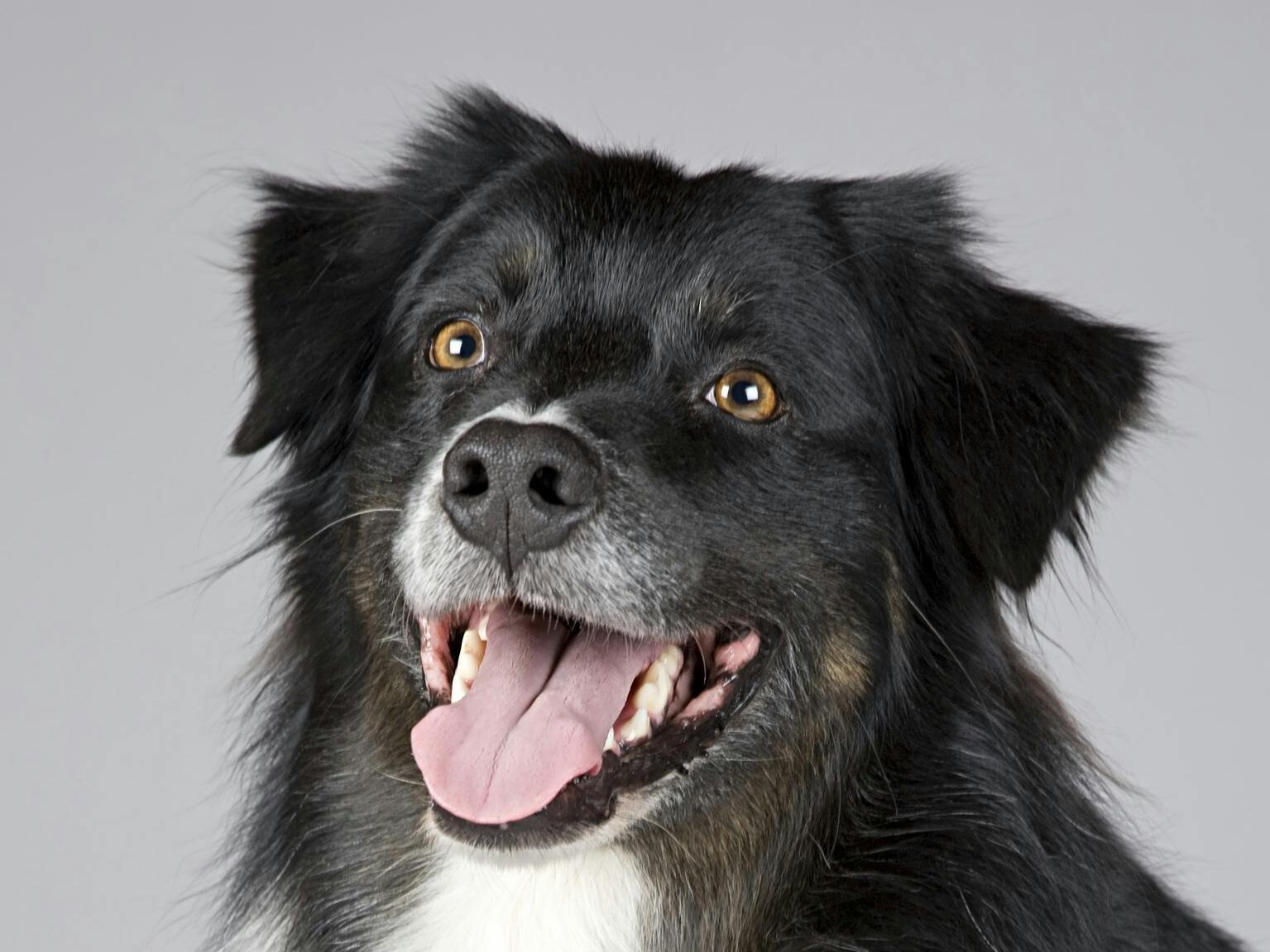 The Secret Language of Animals: How They Communicate