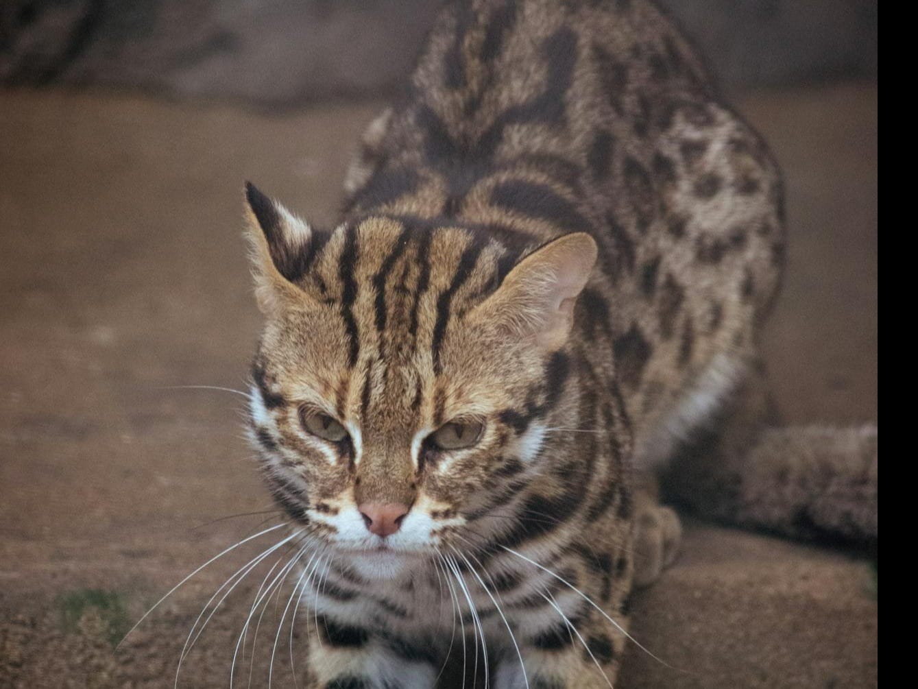 The Smallest Cat In The World