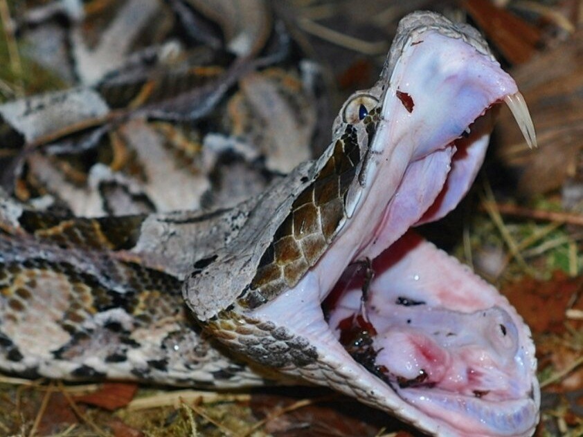 The Snake With The Longest Fangs