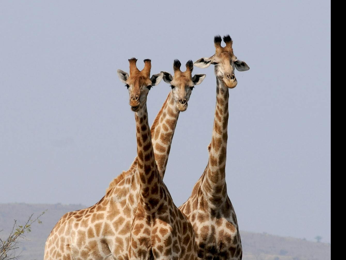 The Tallest Animals In The World