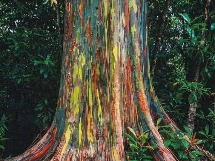 The Tree Whose Trunk Is A Rainbow Of Colour