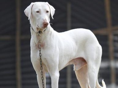 These 5 Dog Breeds Are Only Found In India