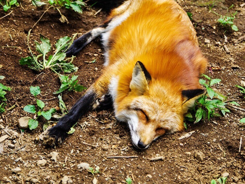 These Animals Sleep For The Longest Time