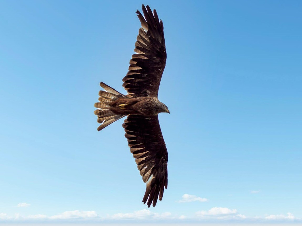 These Birds Use Fire To Catch Prey