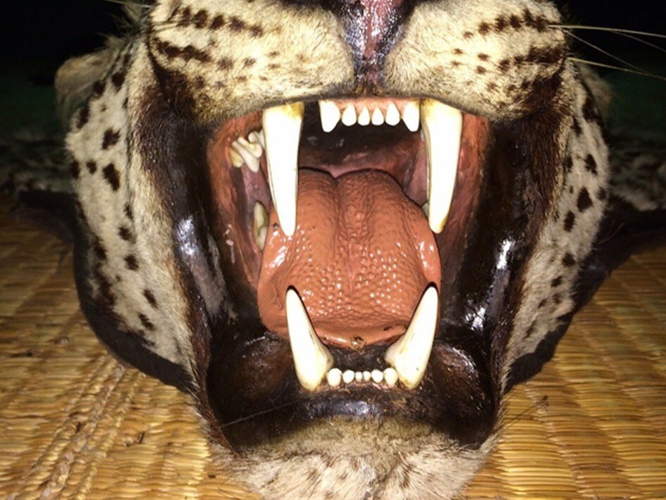 These Creatures Have The Strongest Bite Force