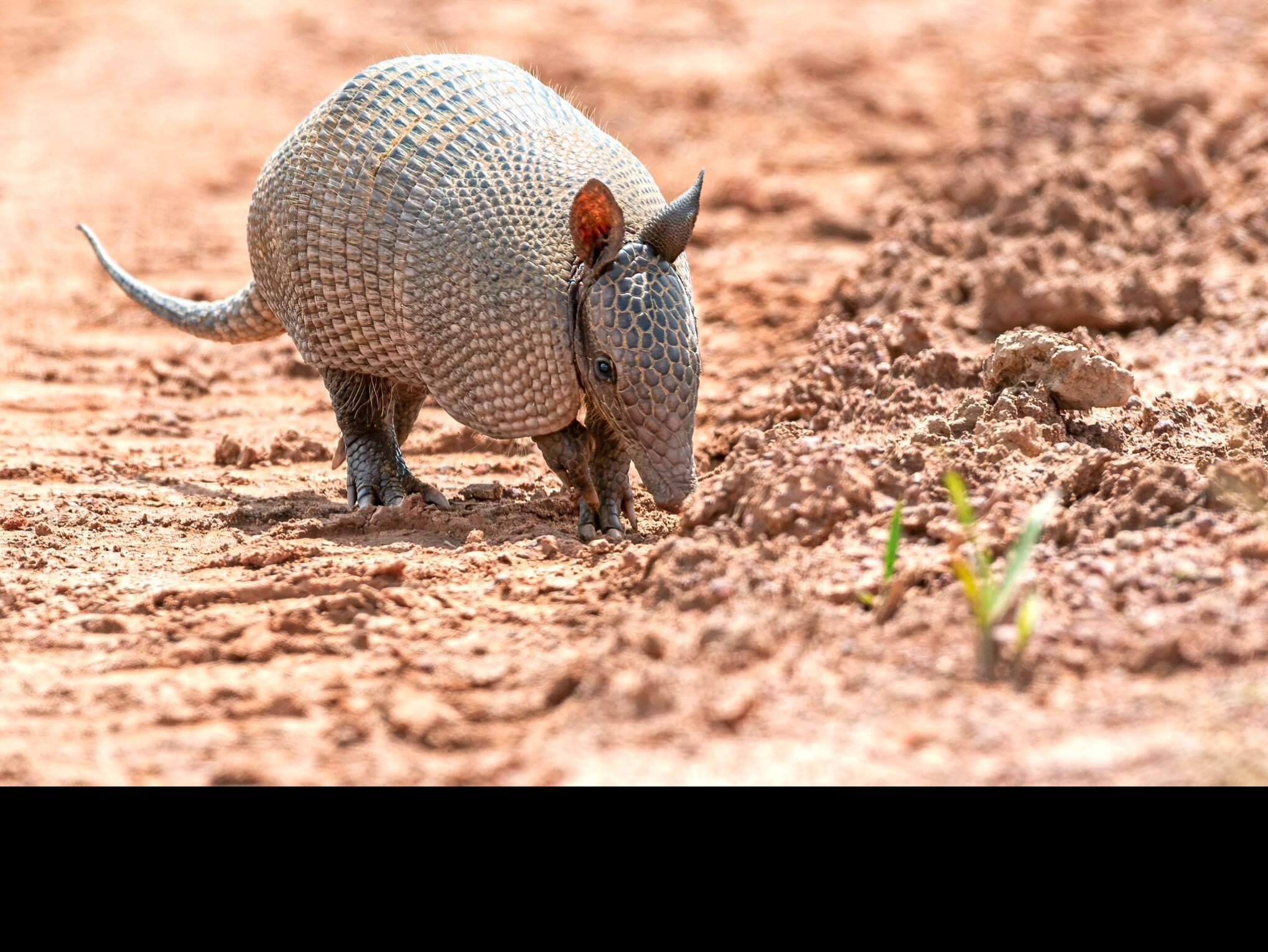 Things You Didn't Know About Armadillos