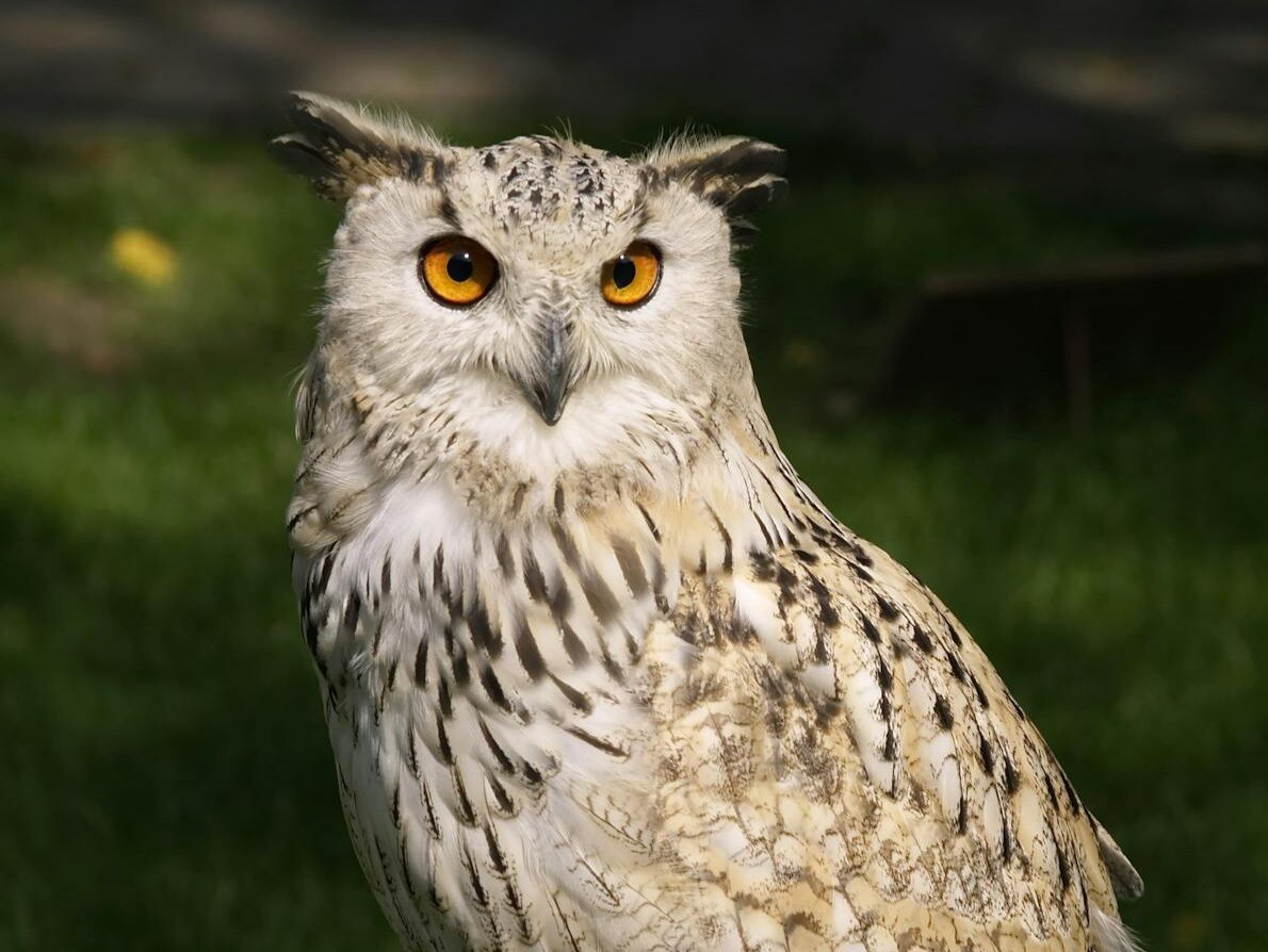 This Animal Can Move Its Head 270 Degrees