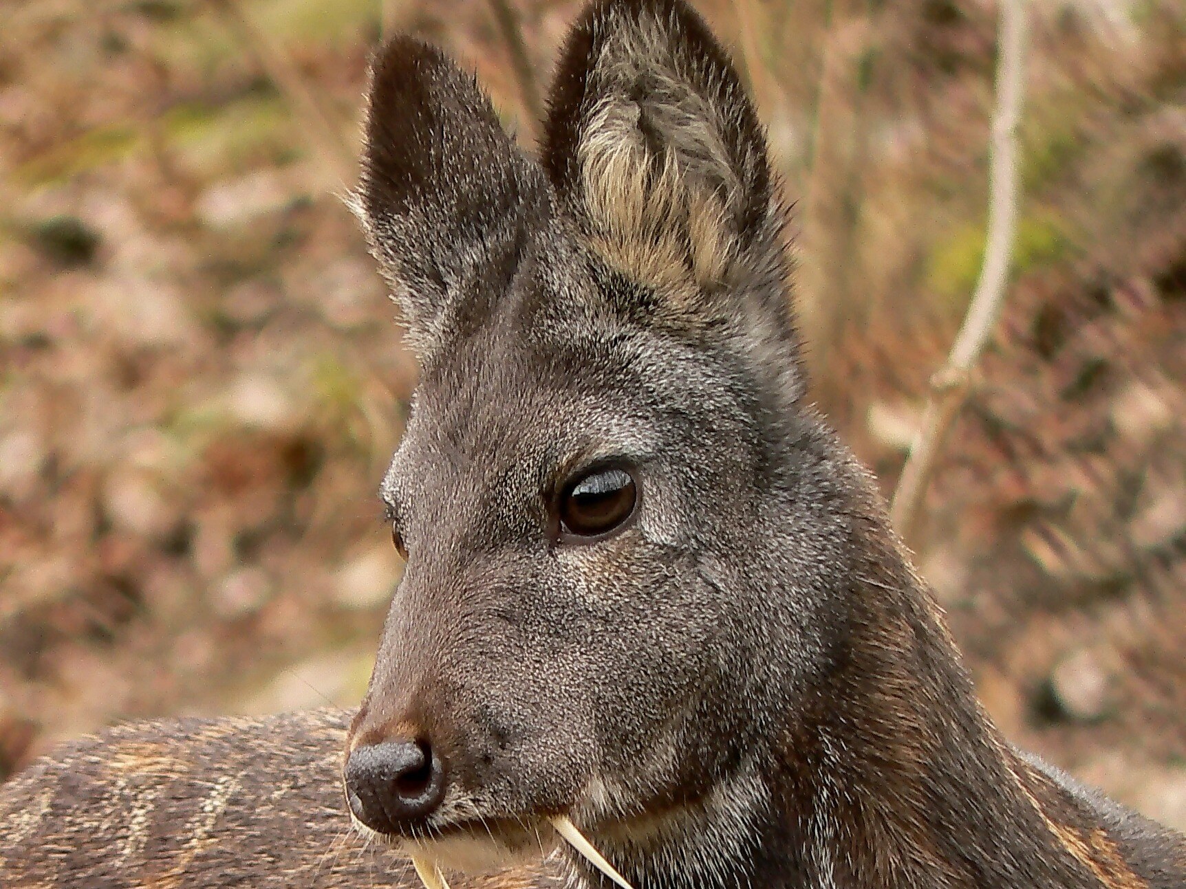 This Animal Produces One Of World's Expensive Scents