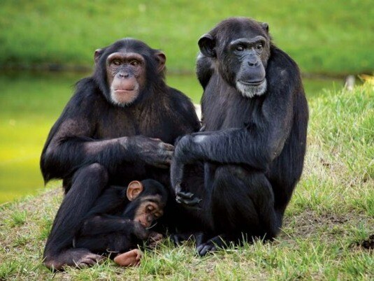 This Animal Uses 'Spears' To Kill Its Prey