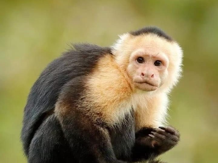 This Animal Uses Stones And Sticks To Access Underground Food