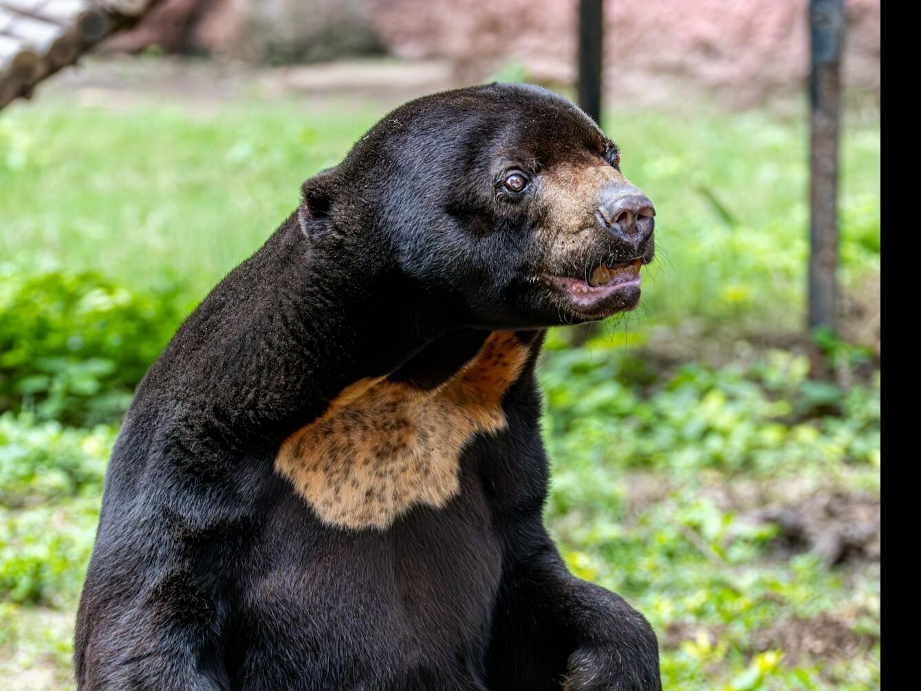 This Bear Mimics Facial Expressions Like Humans
