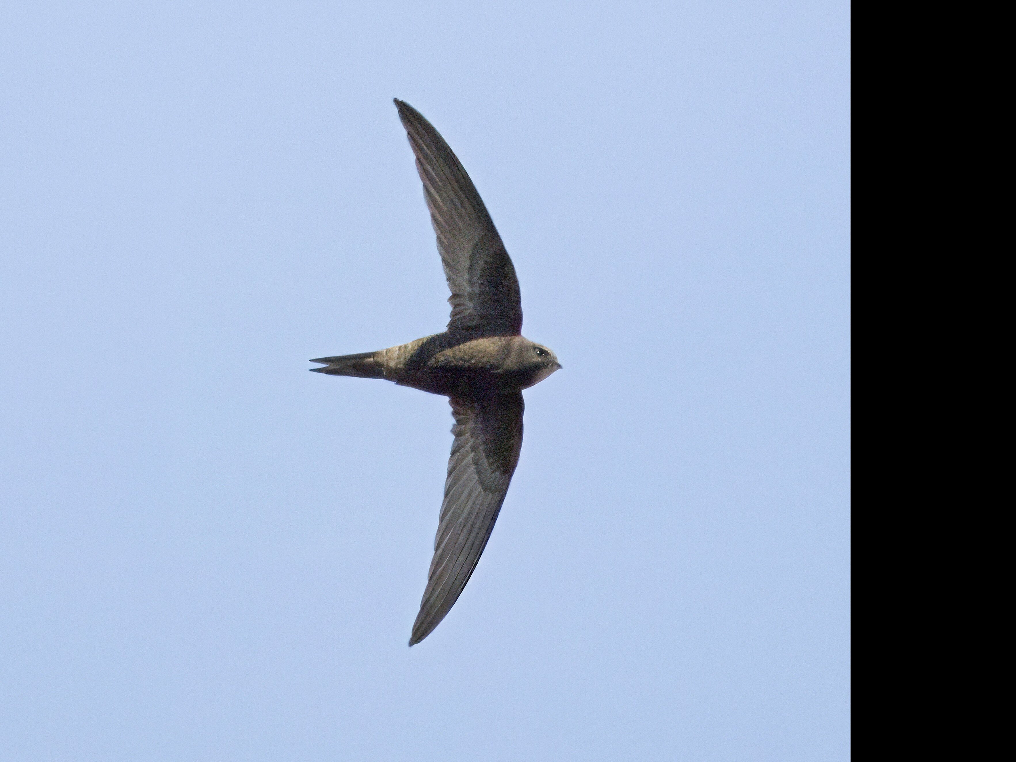 This Bird Flies For Months Without Landing