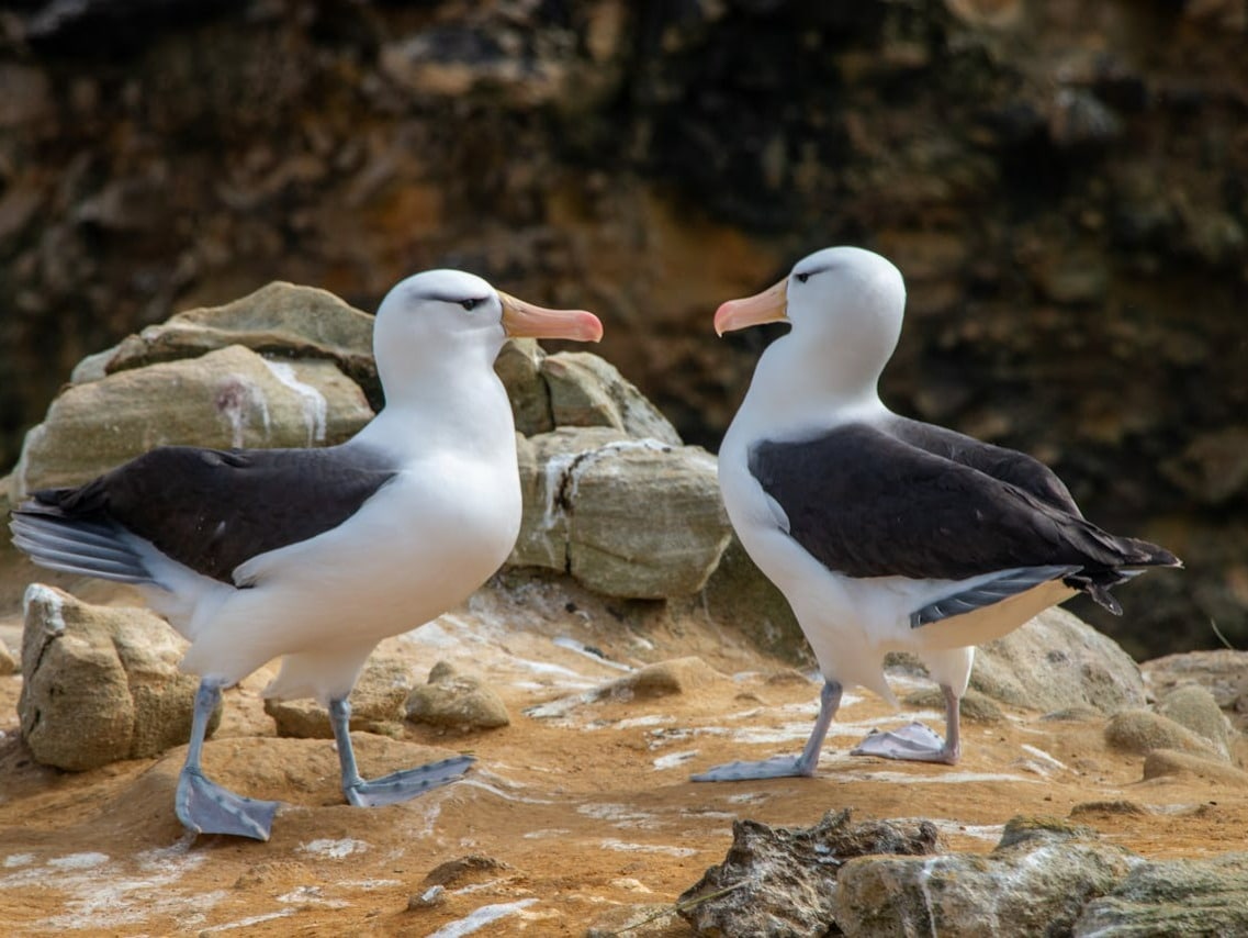 This Bird Travels 1,600 Miles From Its Nest