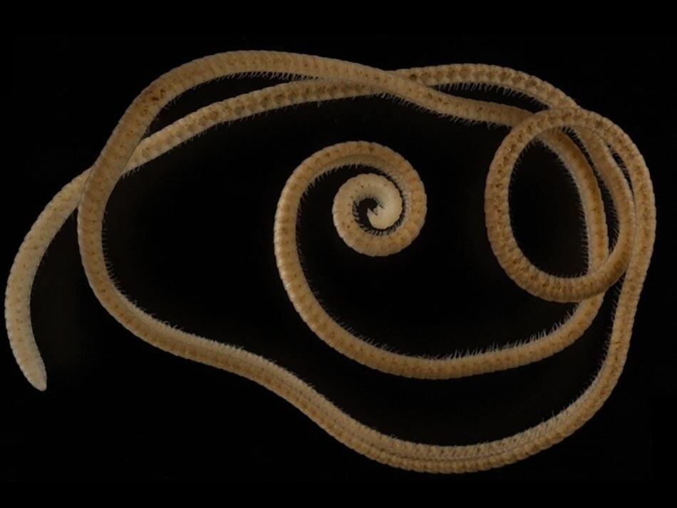 Eumillipes persephone: This Millipede Creature Has Record 1,306 Legs ...