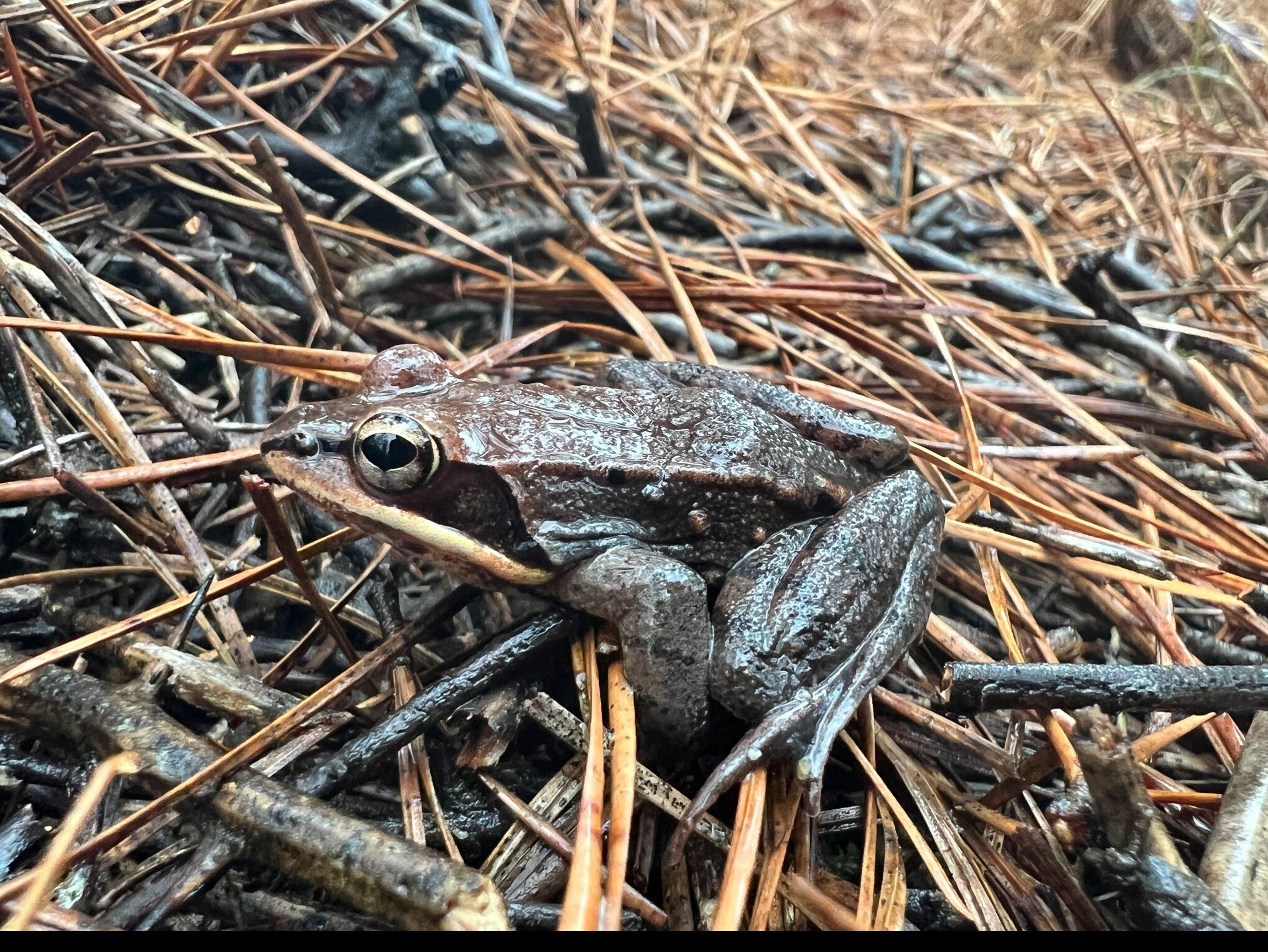 This Frog Freezes For Months To Survive Alaskan Winter