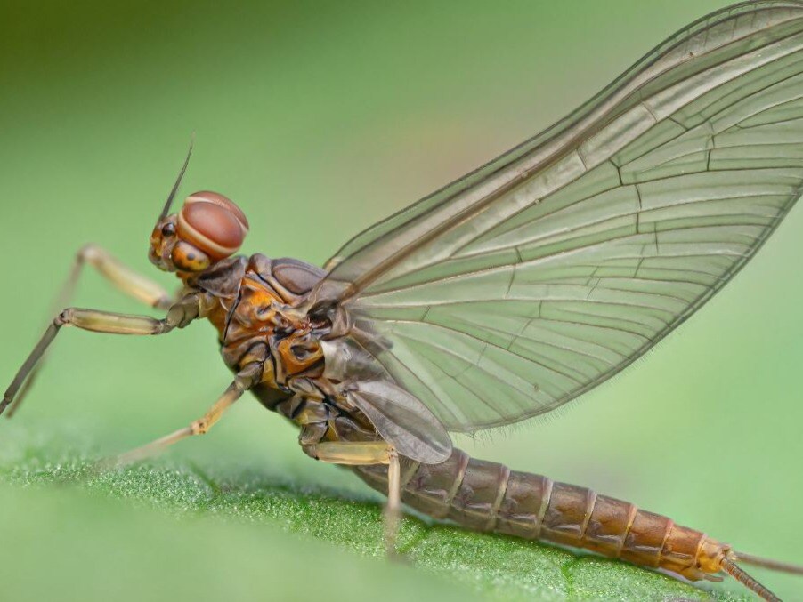 This Insect Lives For Only A Day