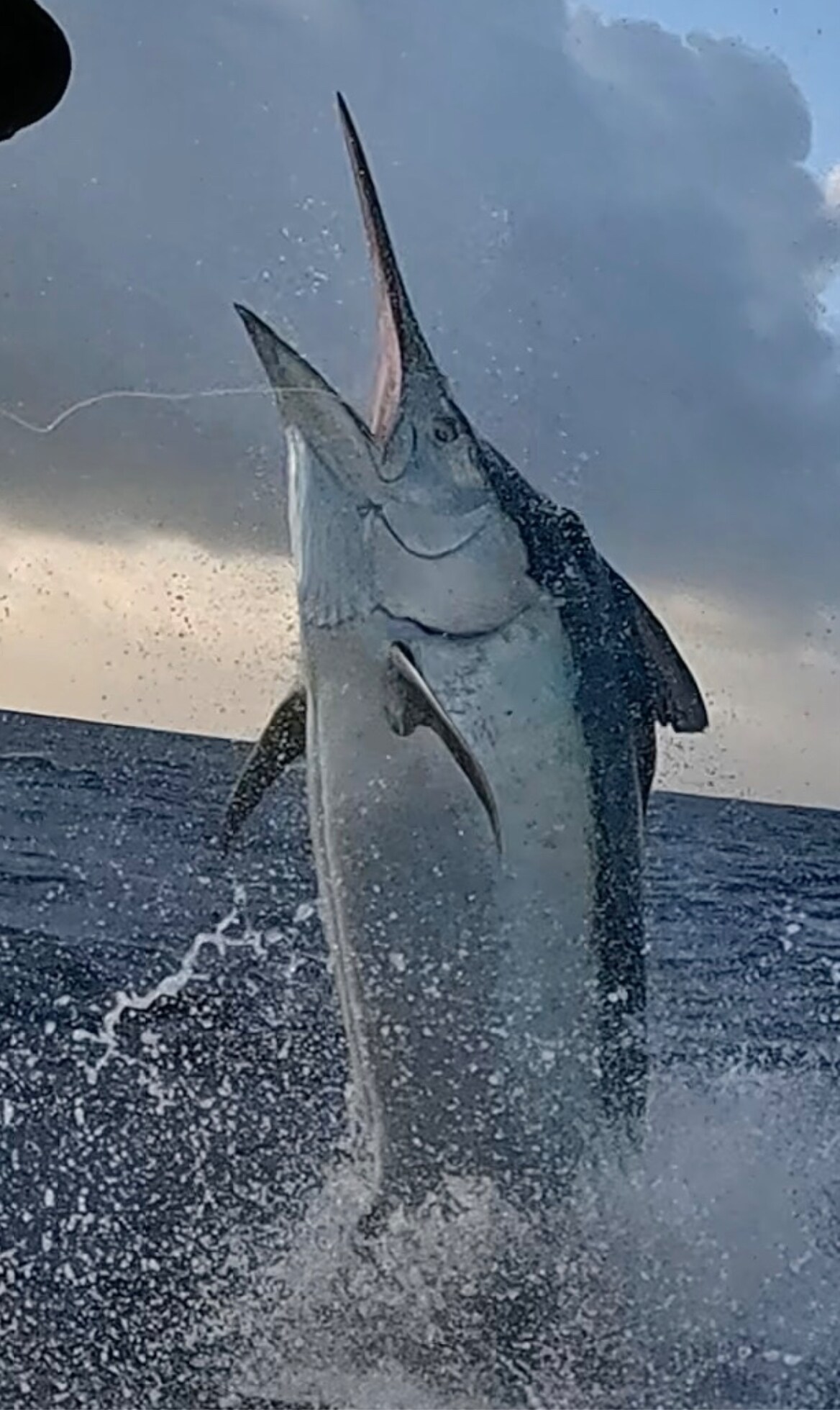 Which Is The Fastest Animal In The World In Water