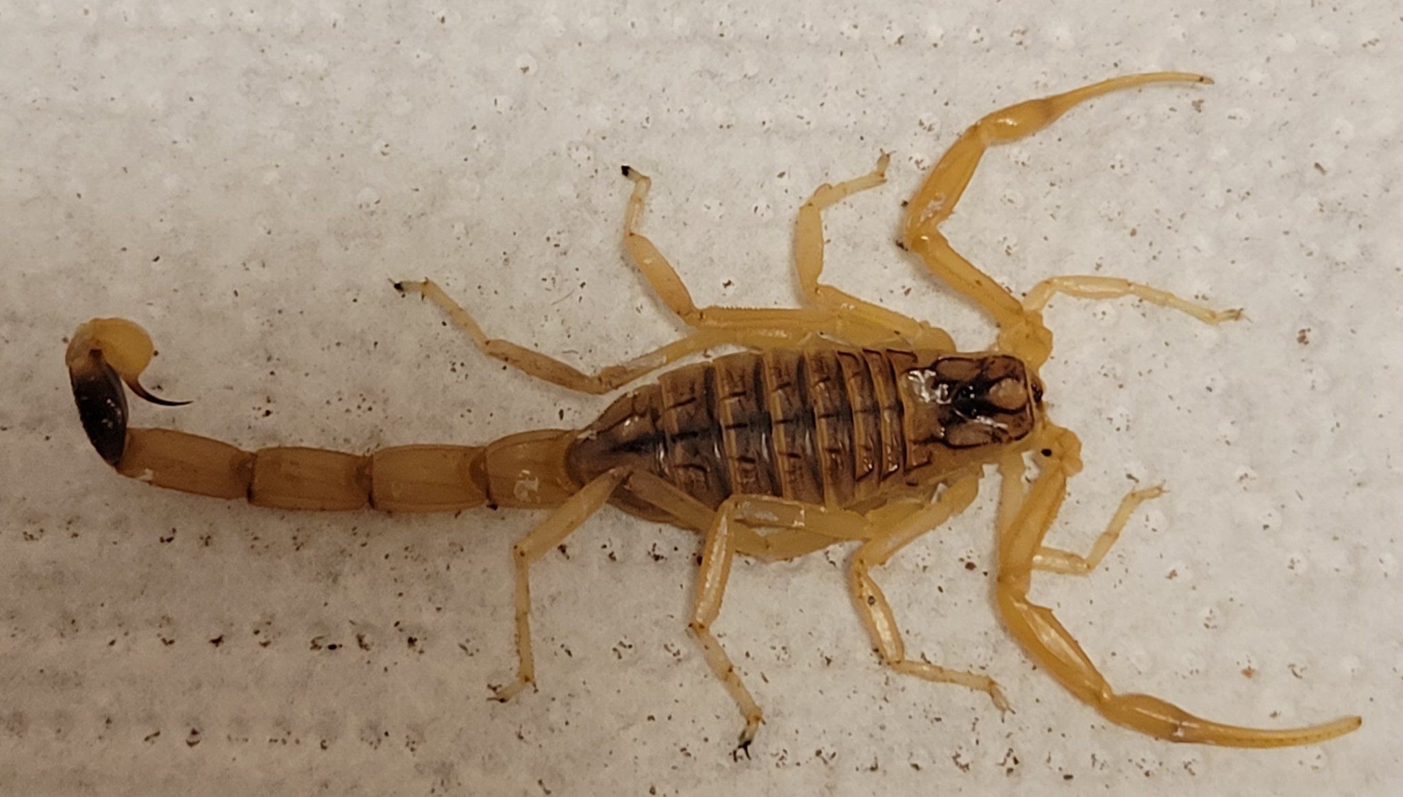 Most Dangerous Scorpion In The World