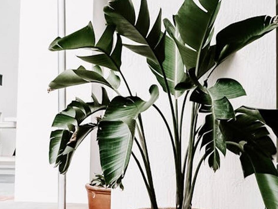 Tips To Help Your Plants Survive The Heat