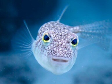 Top 10 Deadliest Fish In The World