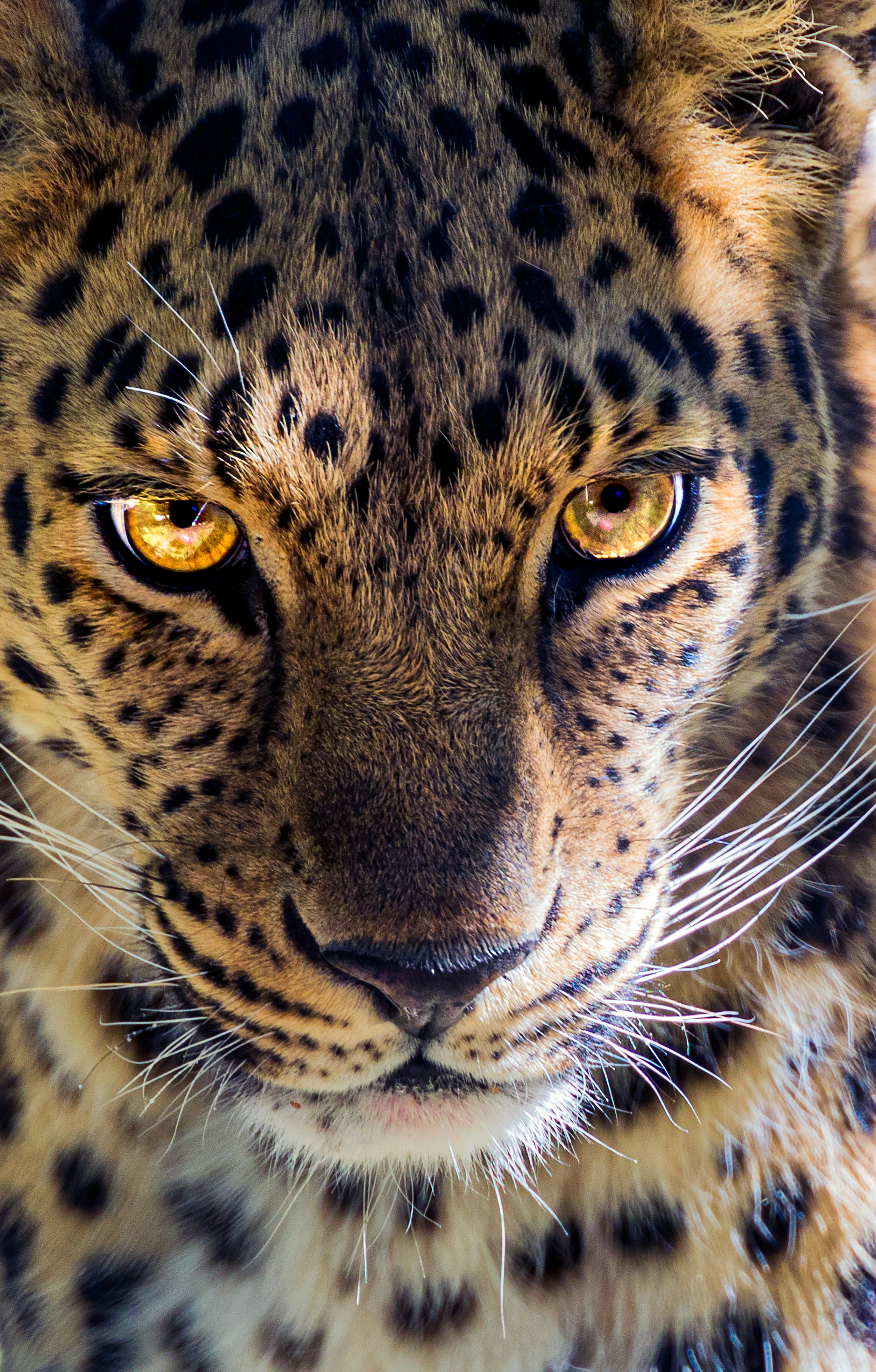 Top 10 Strongest Animals In The World 25 Strongest Animals In The