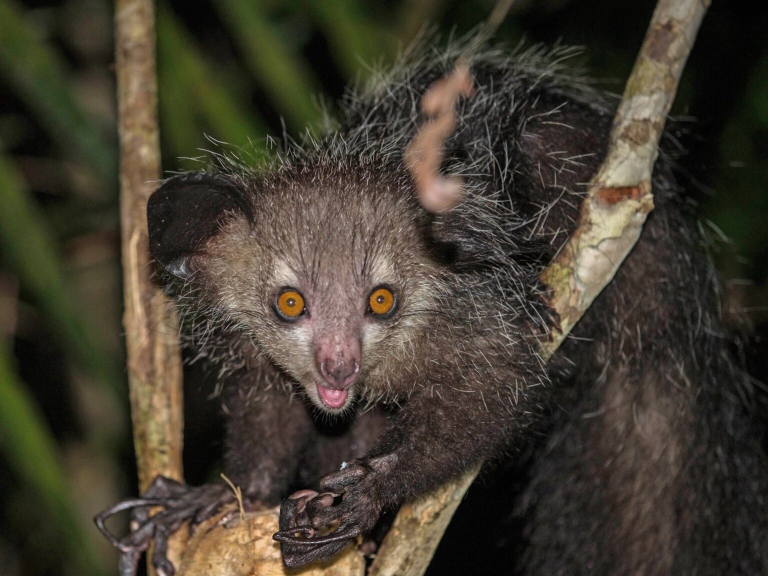 Top 10 Ugliest Animals In The World Top 10 Ugliest Animals In The World