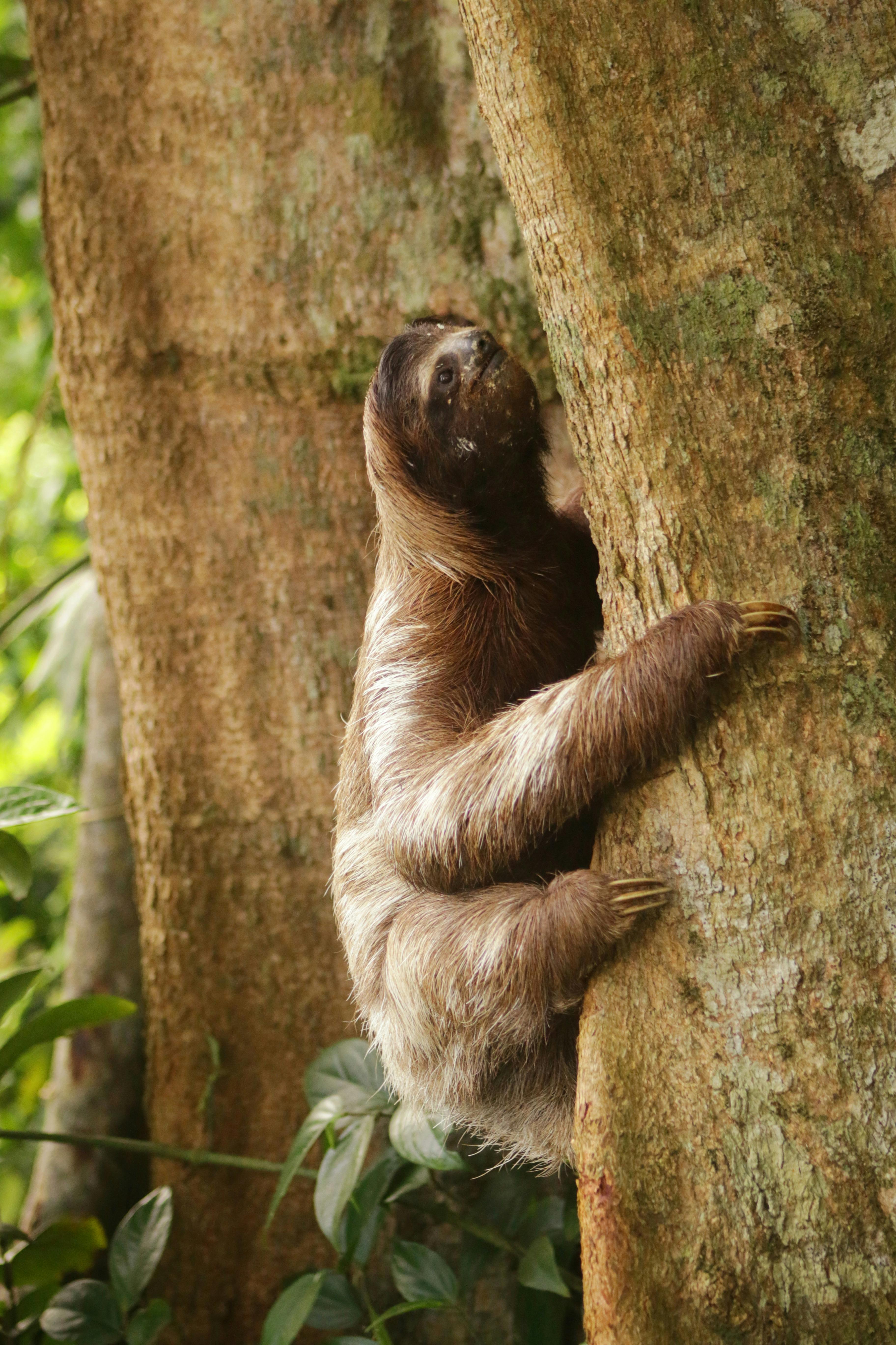 Amazon Rainforest Ugly Animals