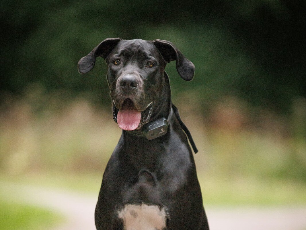 Top 8 Guard Dog Breeds For Home Protection