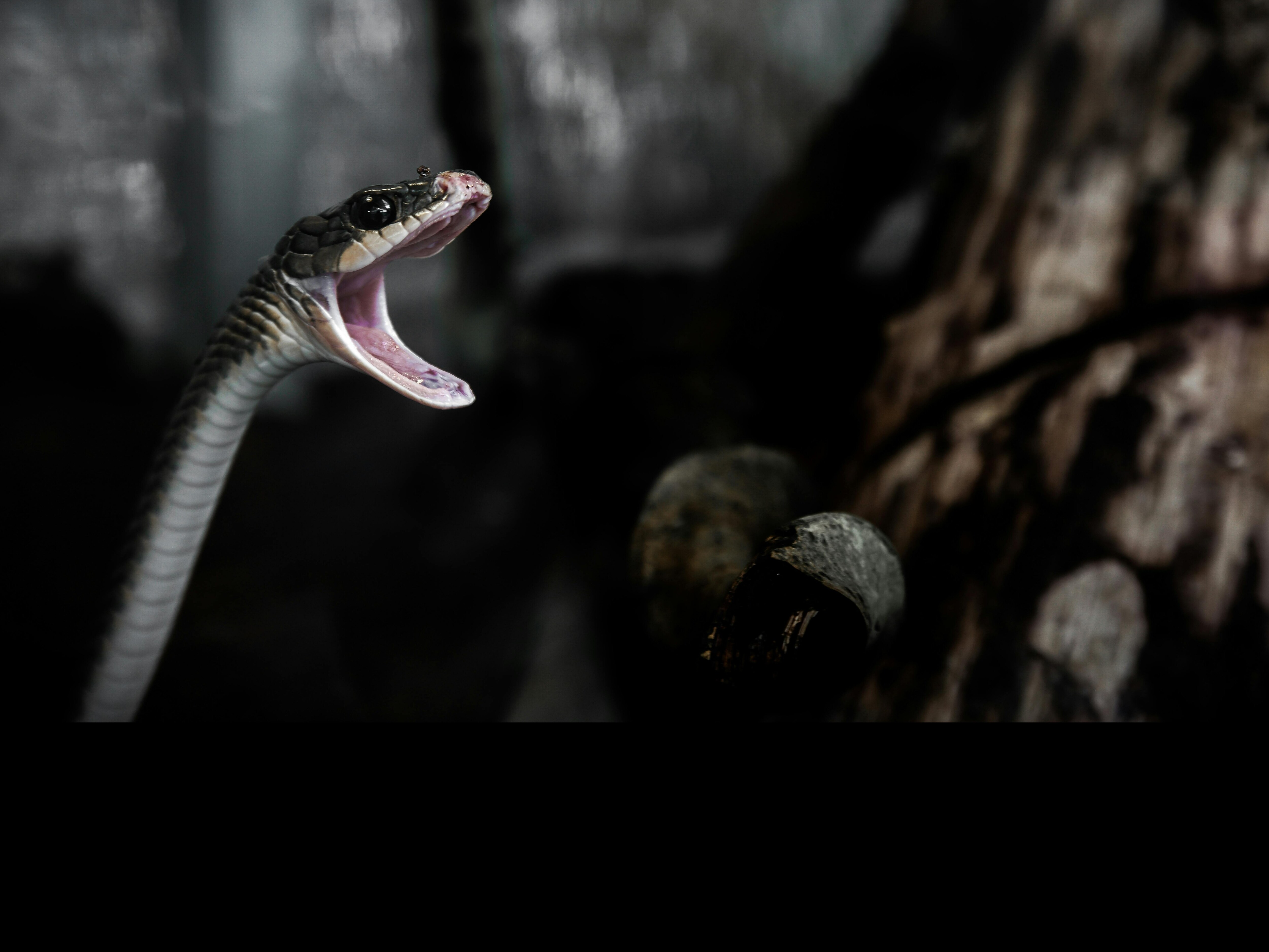 Types Of Snake Venom