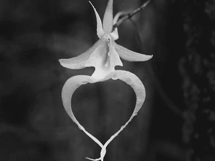 UK's Rarest Plant, Rediscovered After 15 Years