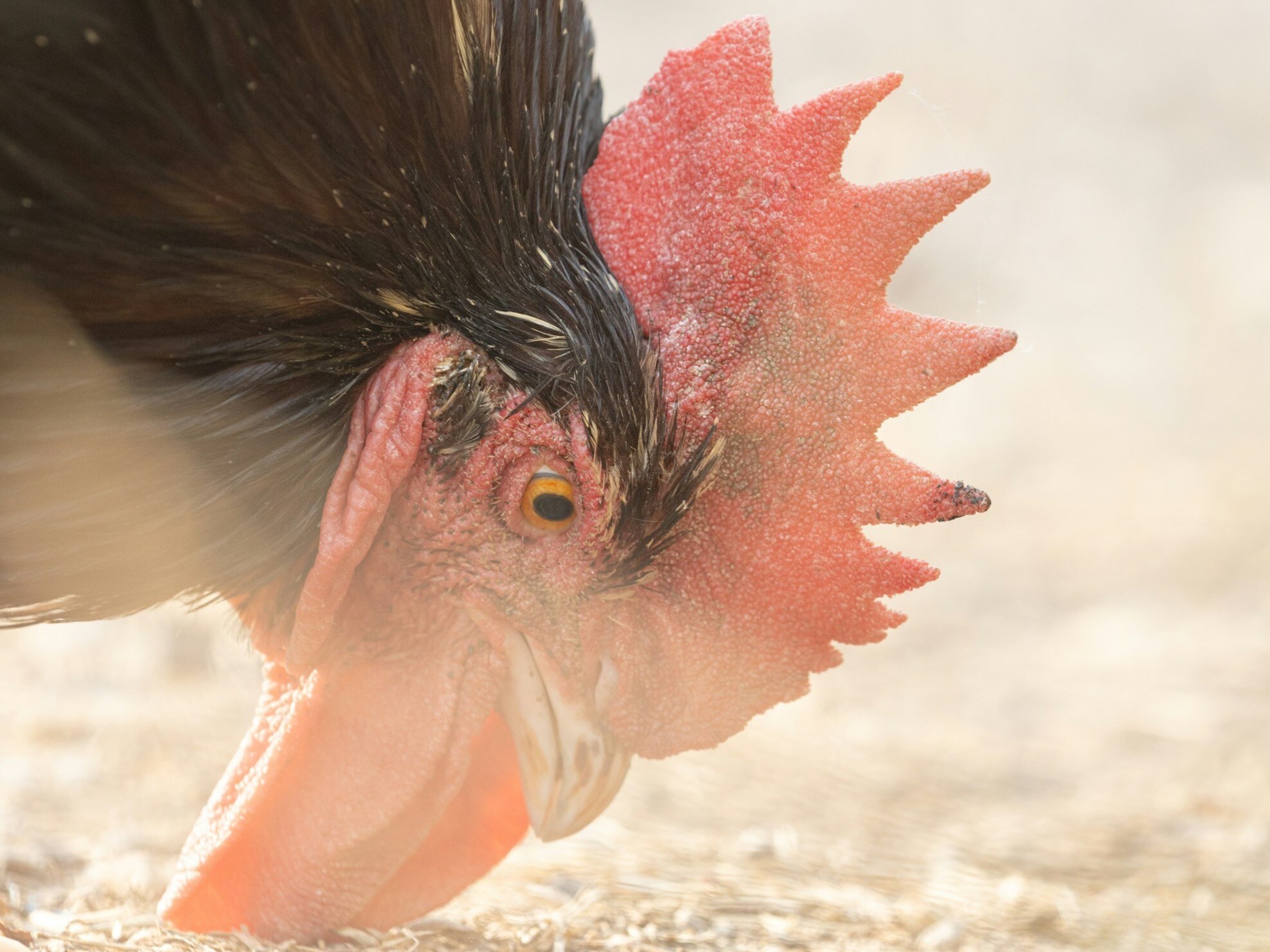 Understanding How Bird Flu Spreads