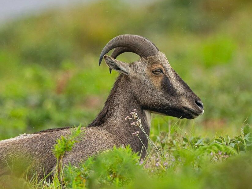 Unique Animals Found In India
