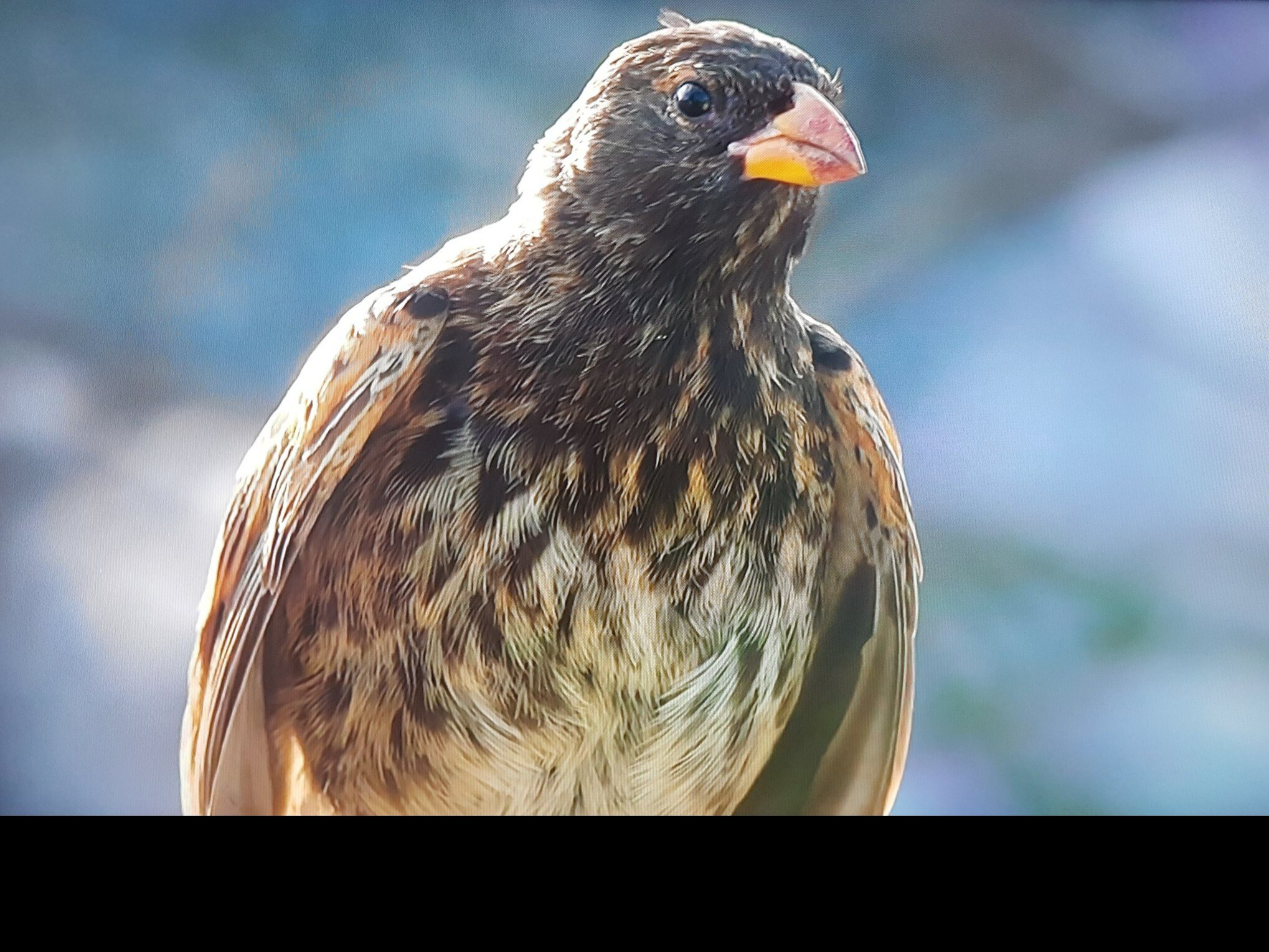 Vampire Finch: The Blood-Thirsty Bird
