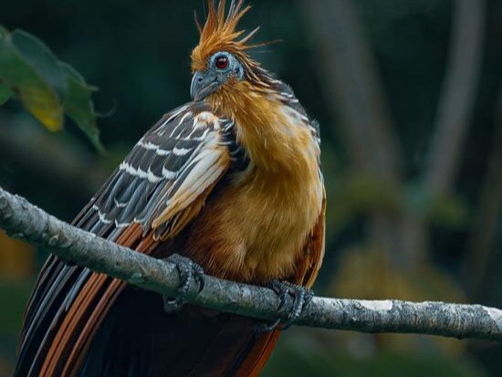 Weirdest Birds On The Planet