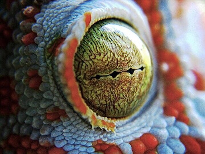 Weirdest Eyes In The Animal Kingdom