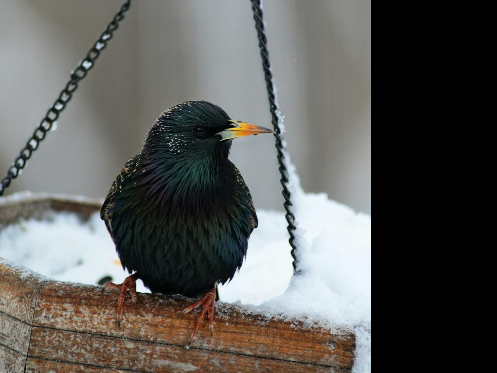 What Are Invasive Species