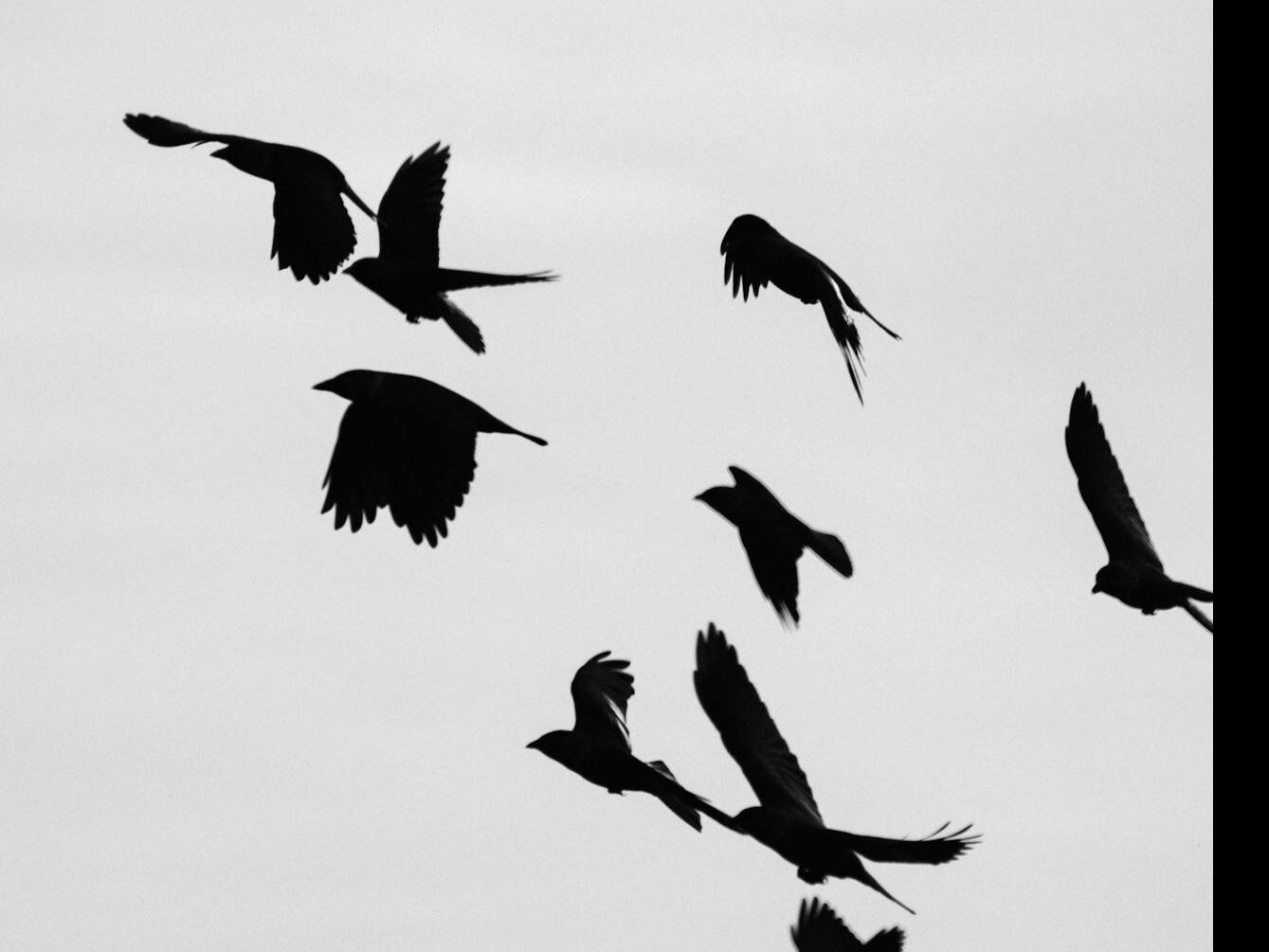 What Is A Group Of Crows Called