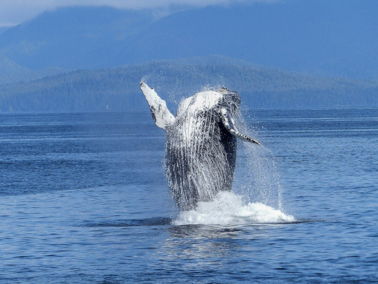 What Is A Whale Explosion, A Rare Phenomenon