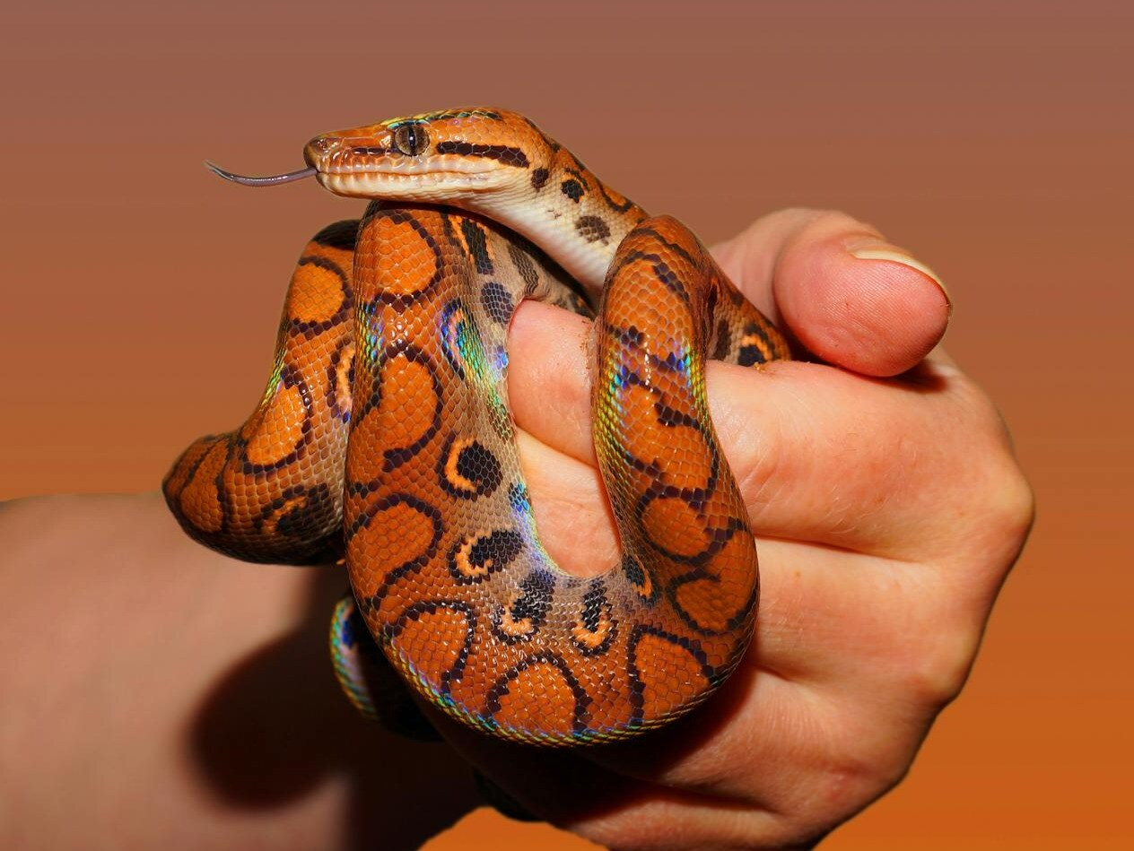 What Is Brumation In Reptiles