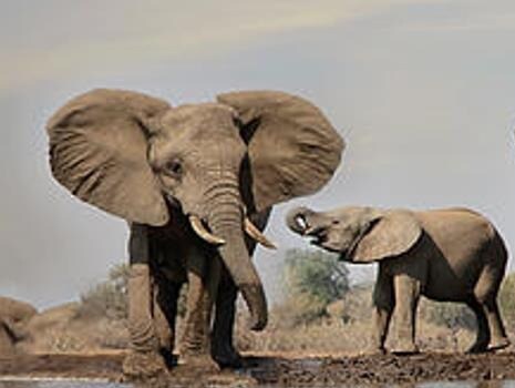 What Is Divergent Evolution In Animals