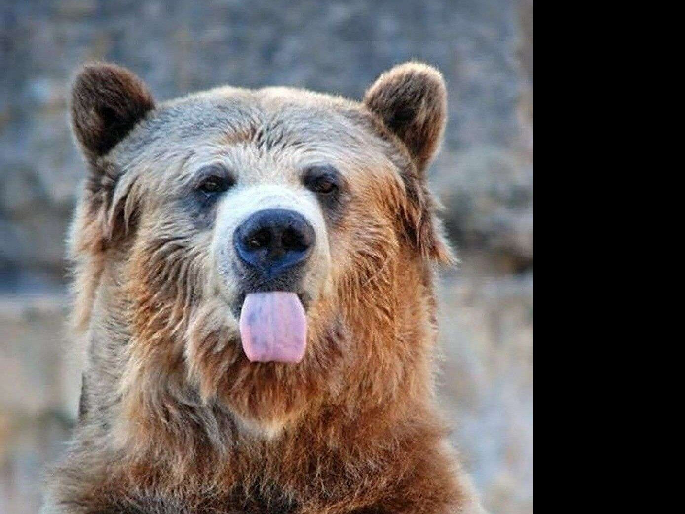 What Is Fat Bear Week?