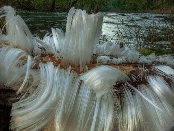 What Is Hair Ice And How It Is Formed