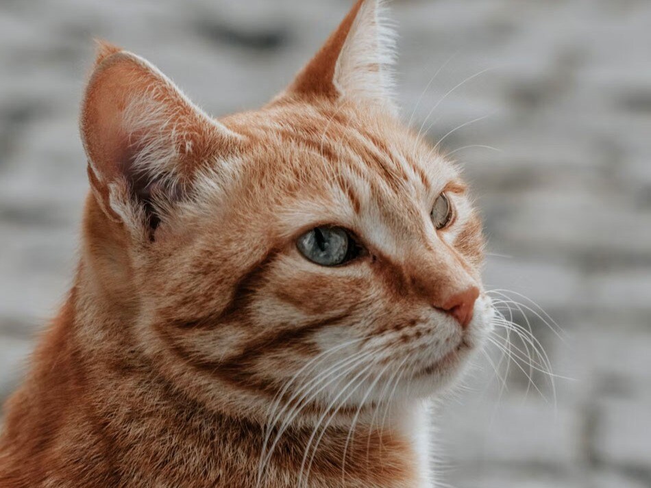 What Your Favourite Animal Says About You