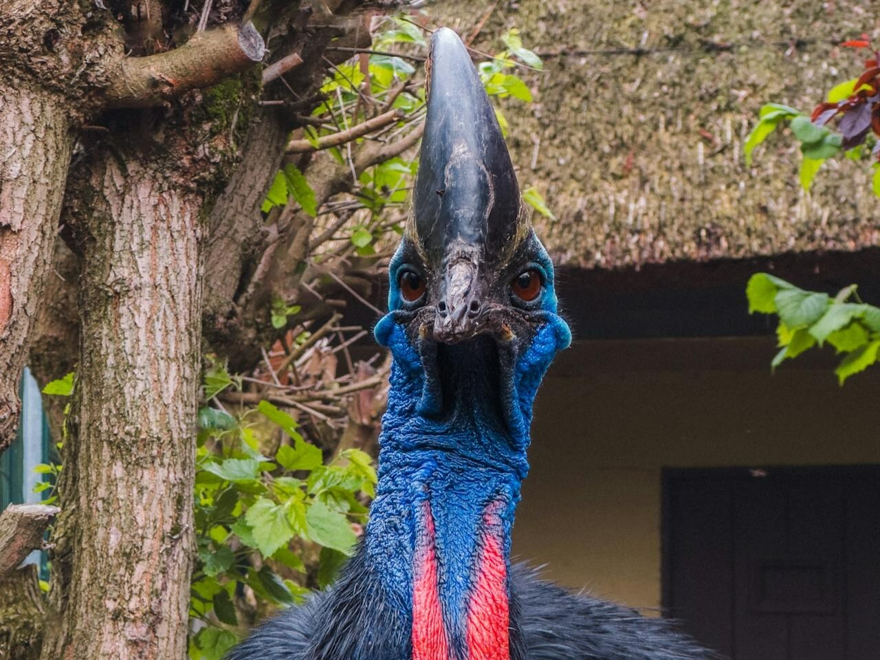 What's The Most Dangerous Bird In The World