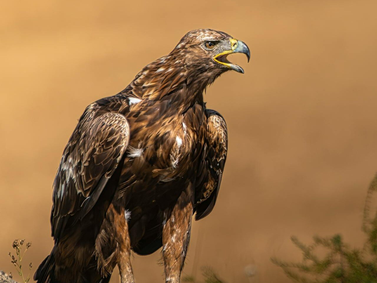 What's The Second Fastest Bird On Earth
