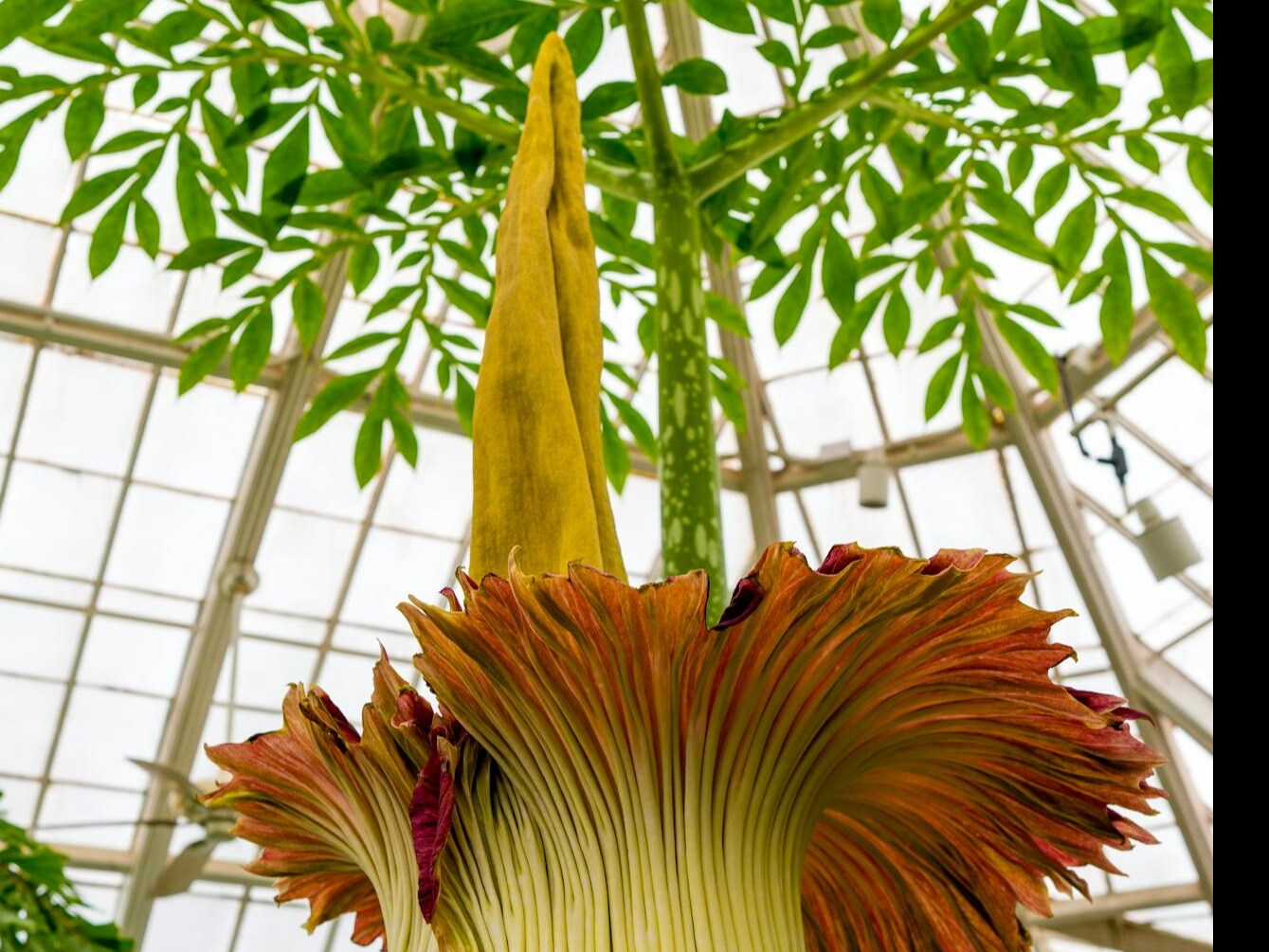 What's The Smelliest Plant In The World