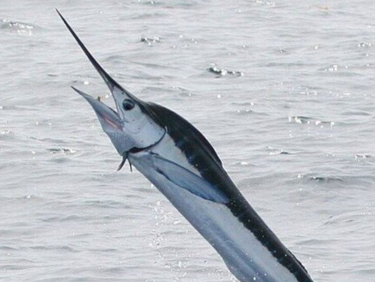 What's The World's Fastest Swimming Animal